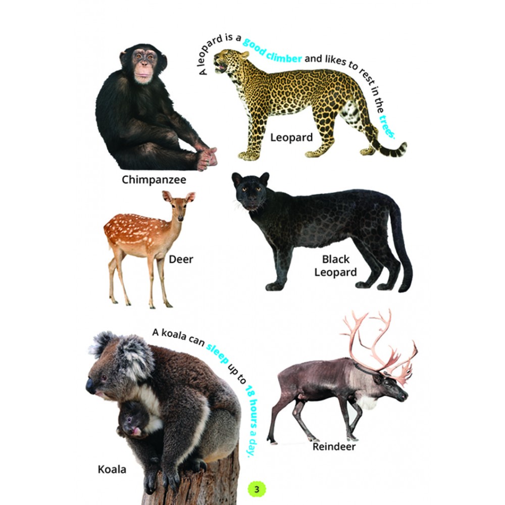 MY FIRST ANIMALS,ANIMALS & THEIR YOUNG ONES